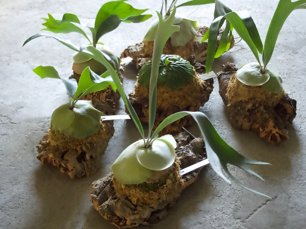 NAGI Originals – NAGI on-line Store